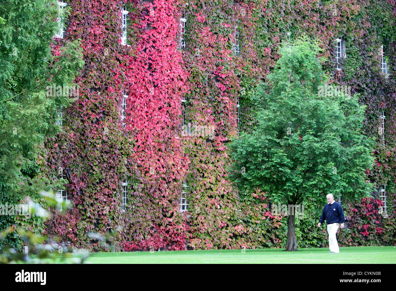 La VIGNE À ST JOHN'S COLLEGE DE CAMBRIDGE QUI EST DEVENU ROUGE À TEMPS ...