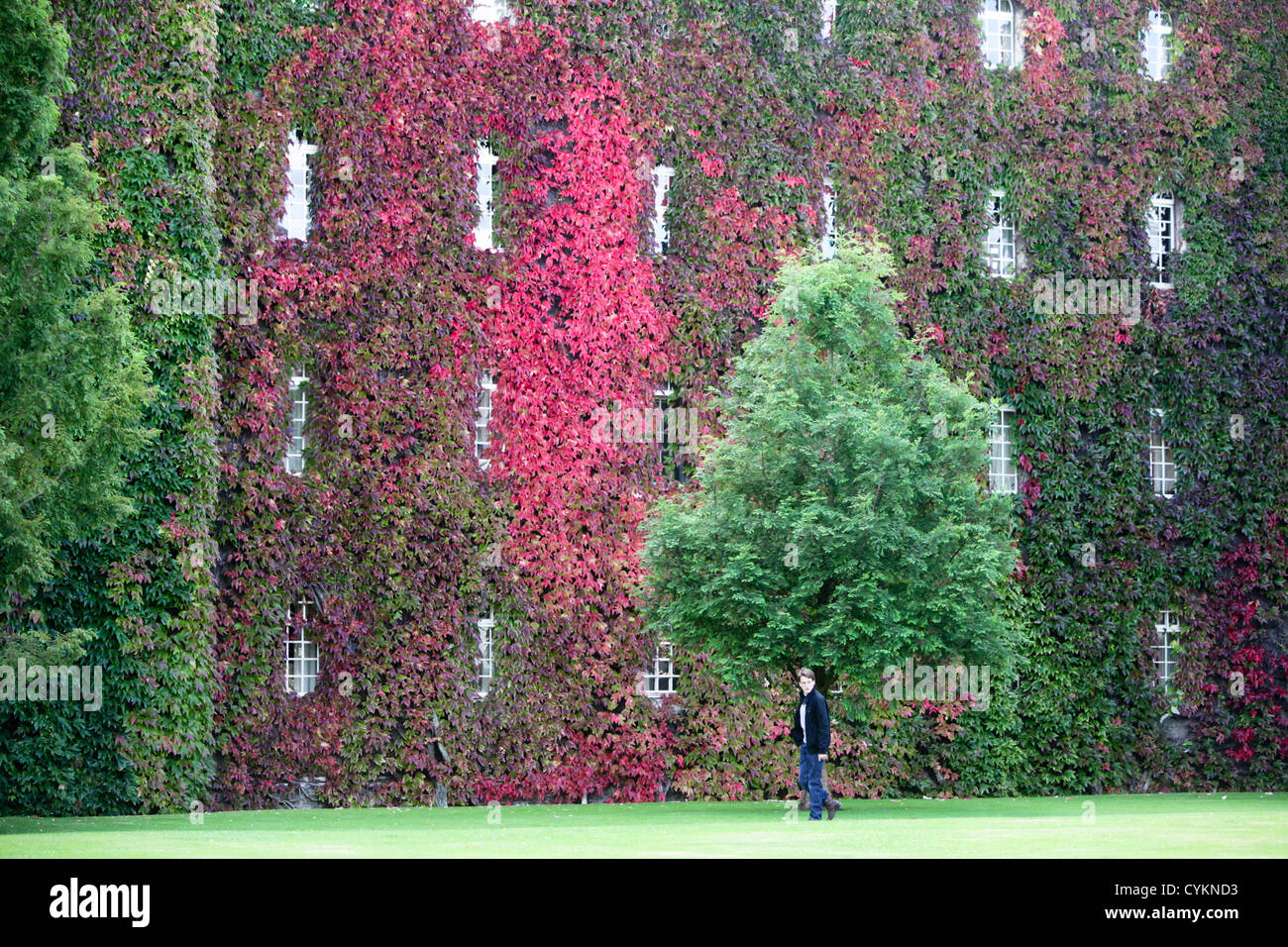 La VIGNE À ST JOHN'S COLLEGE DE CAMBRIDGE QUI EST DEVENU ROUGE À TEMPS ...