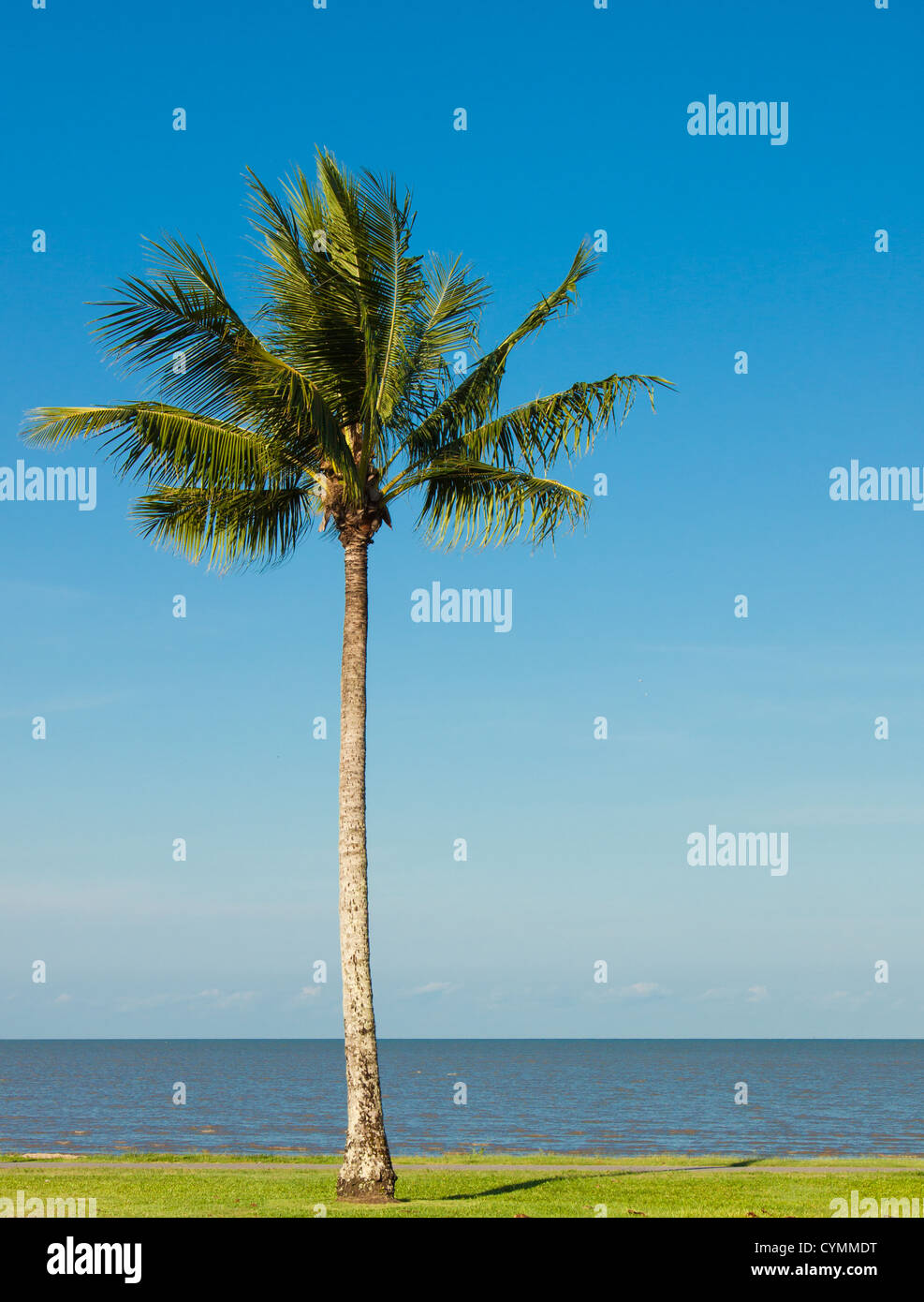 Cocotier sur une plage Banque de photographies et d’images à haute ...