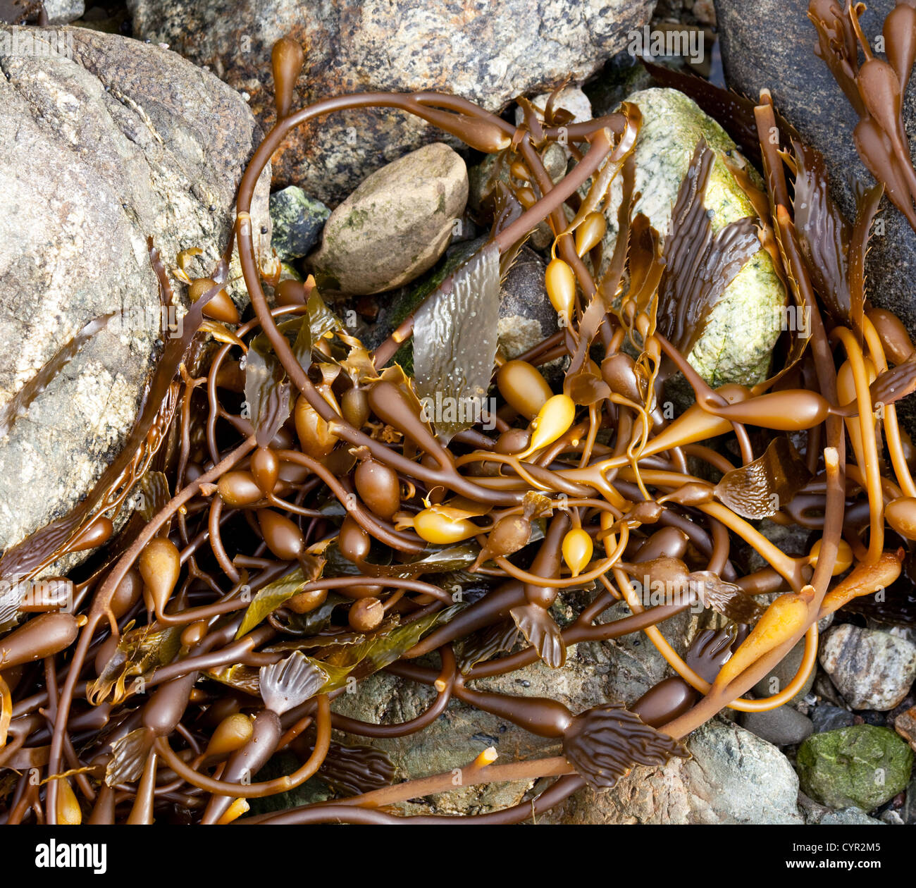 Marine flora Banque de photographies et d’images à haute résolution - Alamy