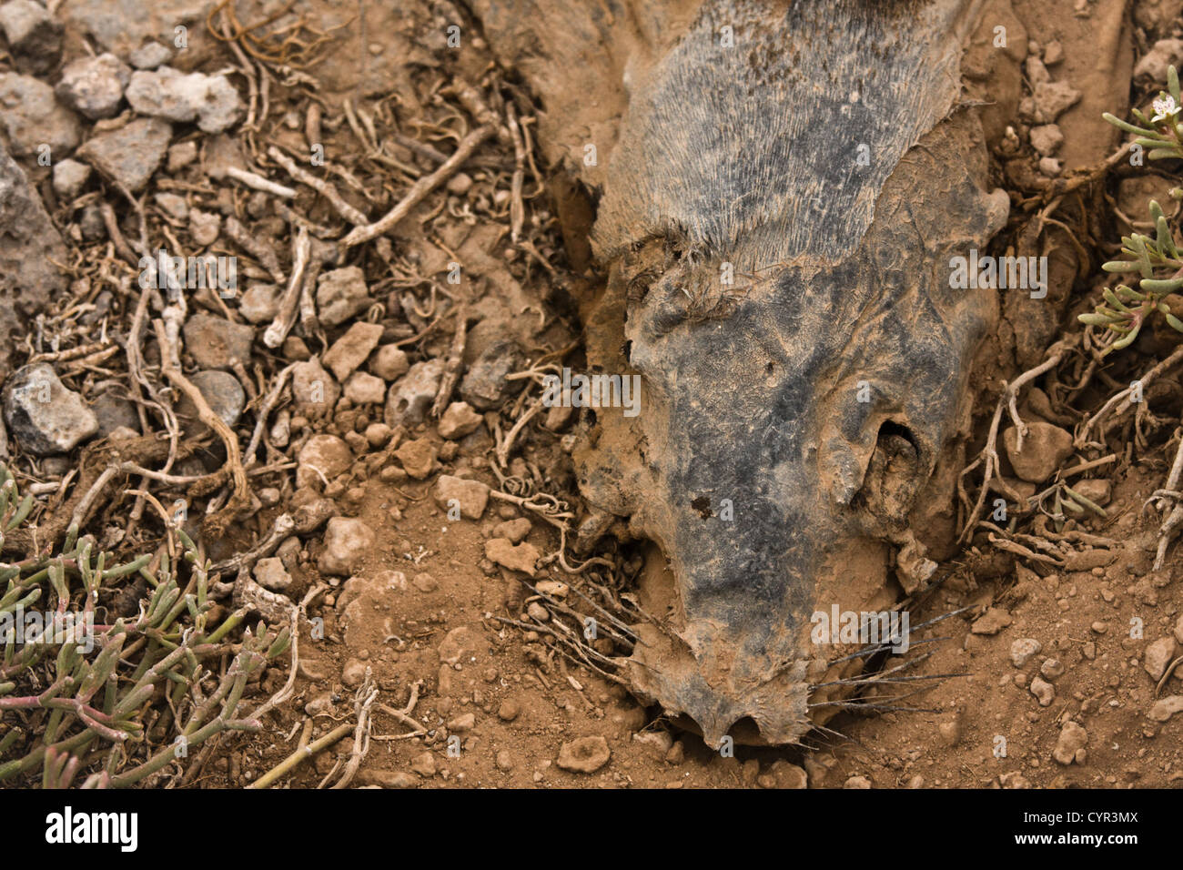 Decomposition Wild Animal Dead Banque d'image et photos - Alamy