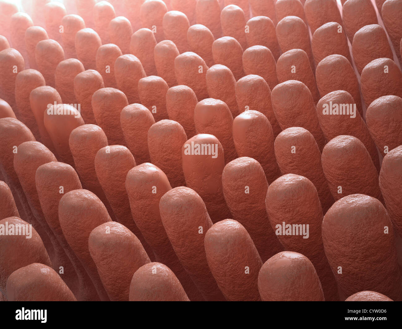 À l'intérieur de l'intestin grêle - villi illustration médicale 3d ...