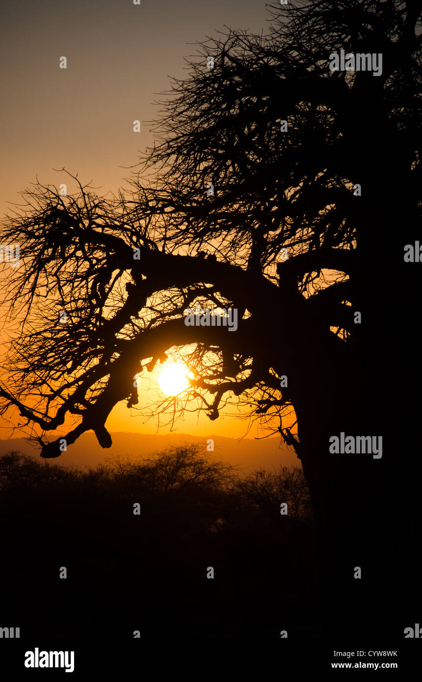 Coucher de soleil et baobab dans le parc national de tarangire Banque ...