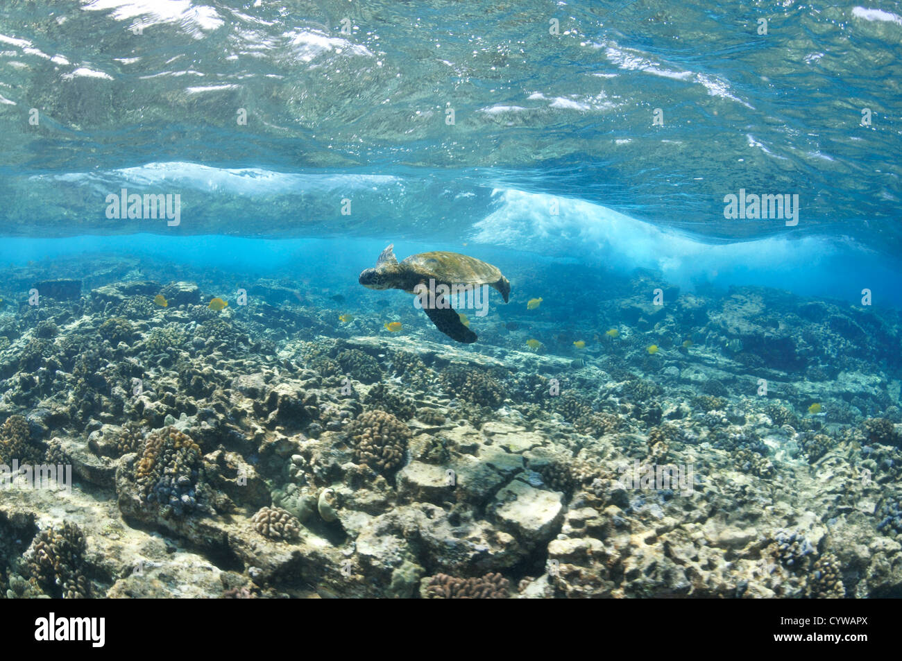 La tortue verte, Chelonia mydas, nage dans les récifs coralliens peu ...