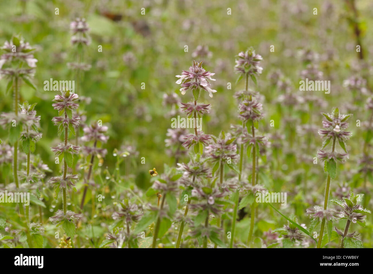 Stachys arvensis Banque de photographies et d’images à haute résolution ...