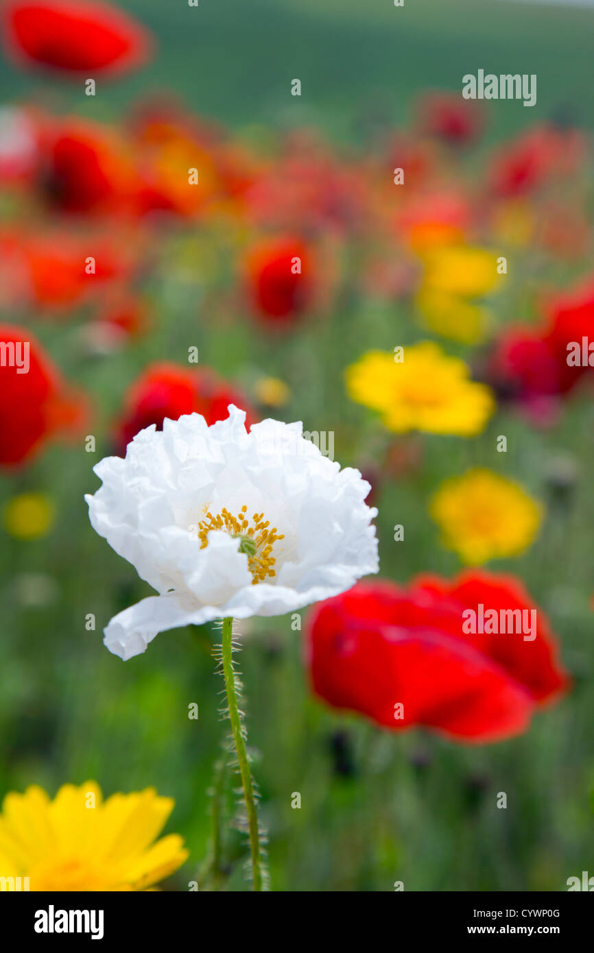 Coquelicot blanc Banque de photographies et d’images à haute résolution ...