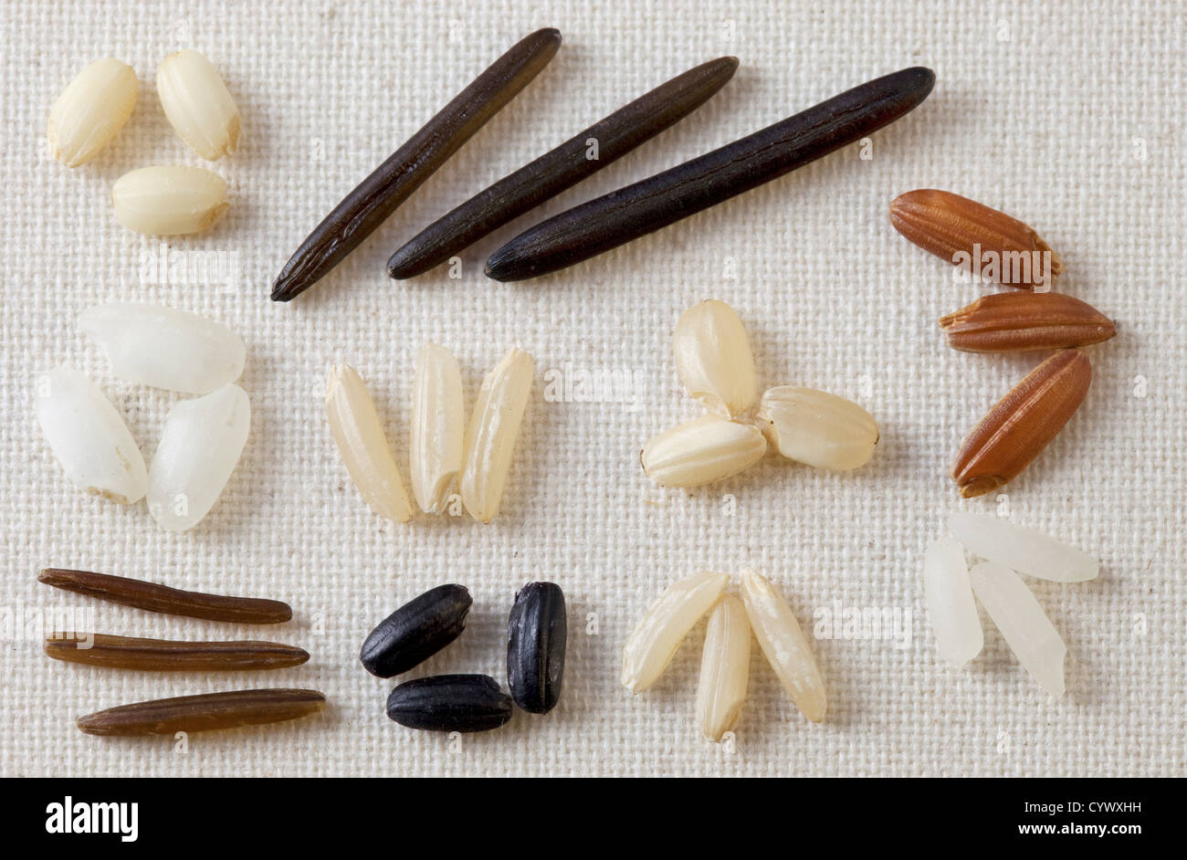 Variété de grains de riz sur l'art toile Photo Stock - Alamy