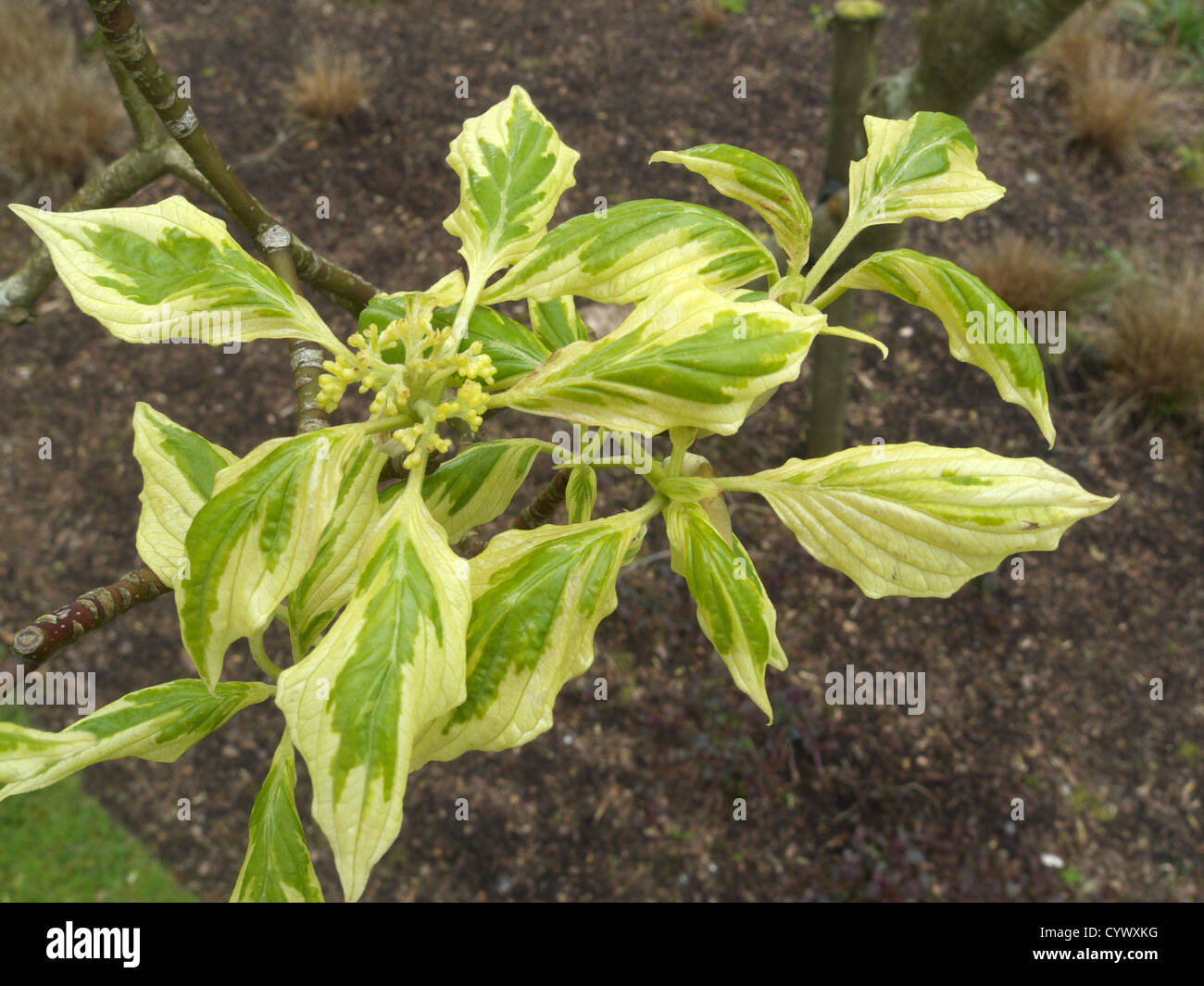 Cornus controversa variegata Banque de photographies et d’images à ...