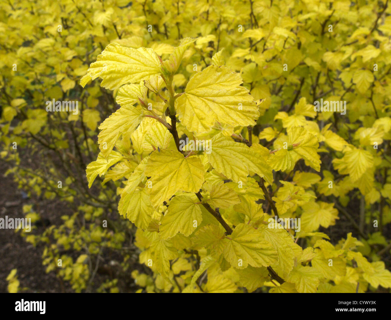 Physocarpus opulifolius darts gold Banque de photographies et d’images ...