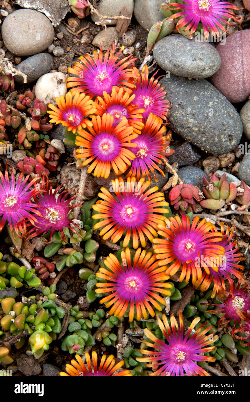Groundcover plant Banque de photographies et d’images à haute ...