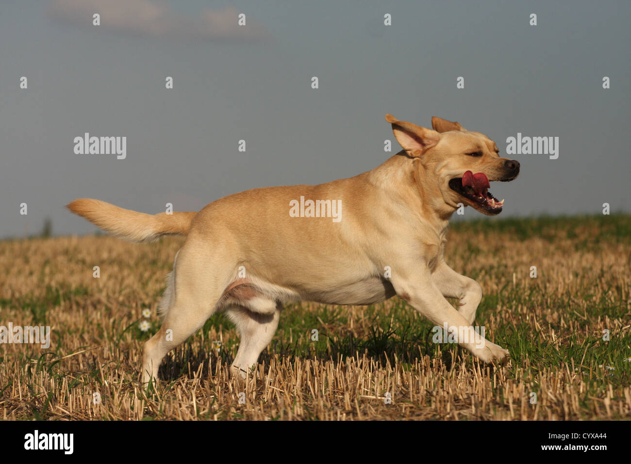 Male labrador retriever Banque de photographies et d’images à haute ...