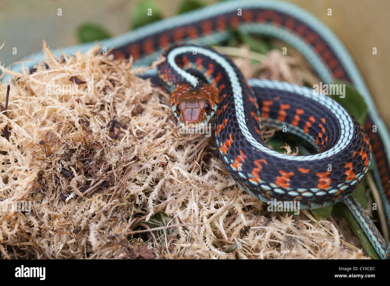 California red sided garter snake Banque de photographies et d’images à ...