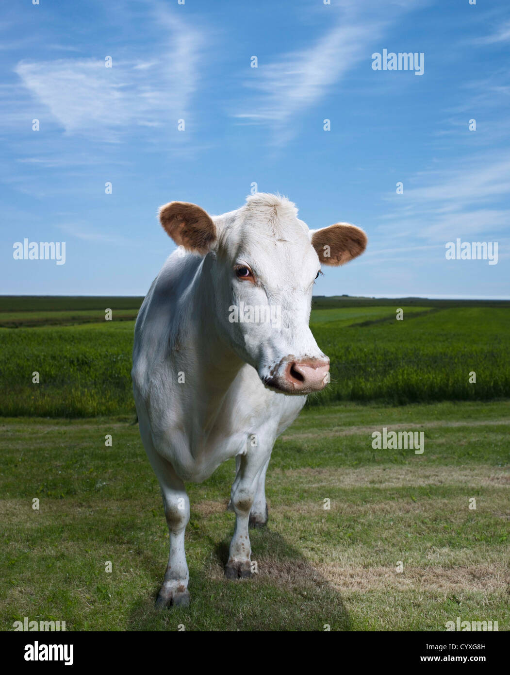 Dairy animals Banque de photographies et d’images à haute résolution - Alamy