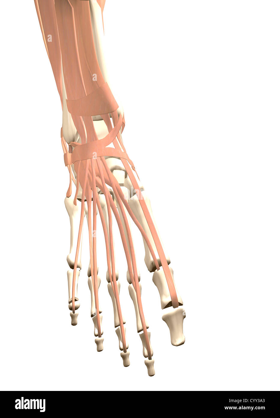 Anatomie du pied humain Photo Stock - Alamy