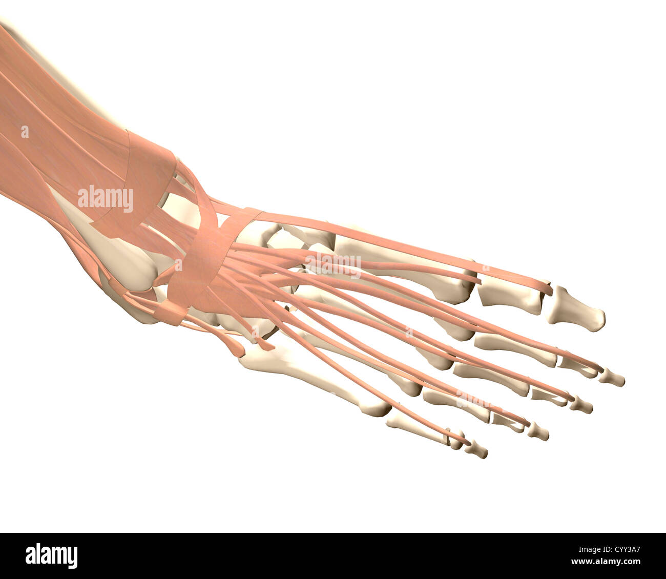 Anatomie du pied humain Photo Stock - Alamy
