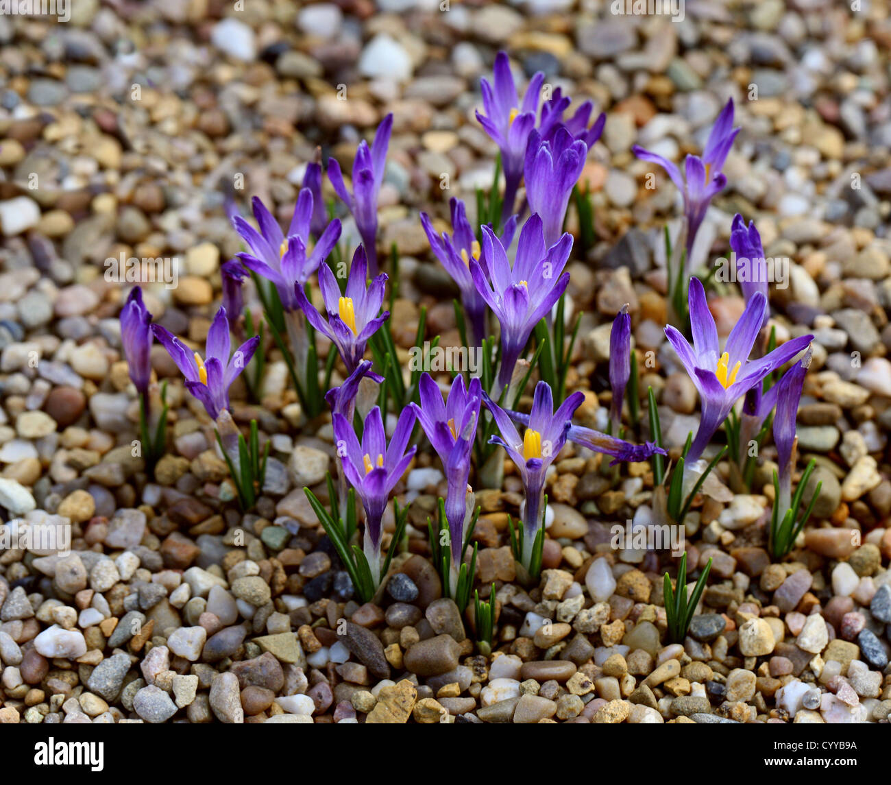 Crocus vernus subsp albiflorus Banque de photographies et d’images à ...