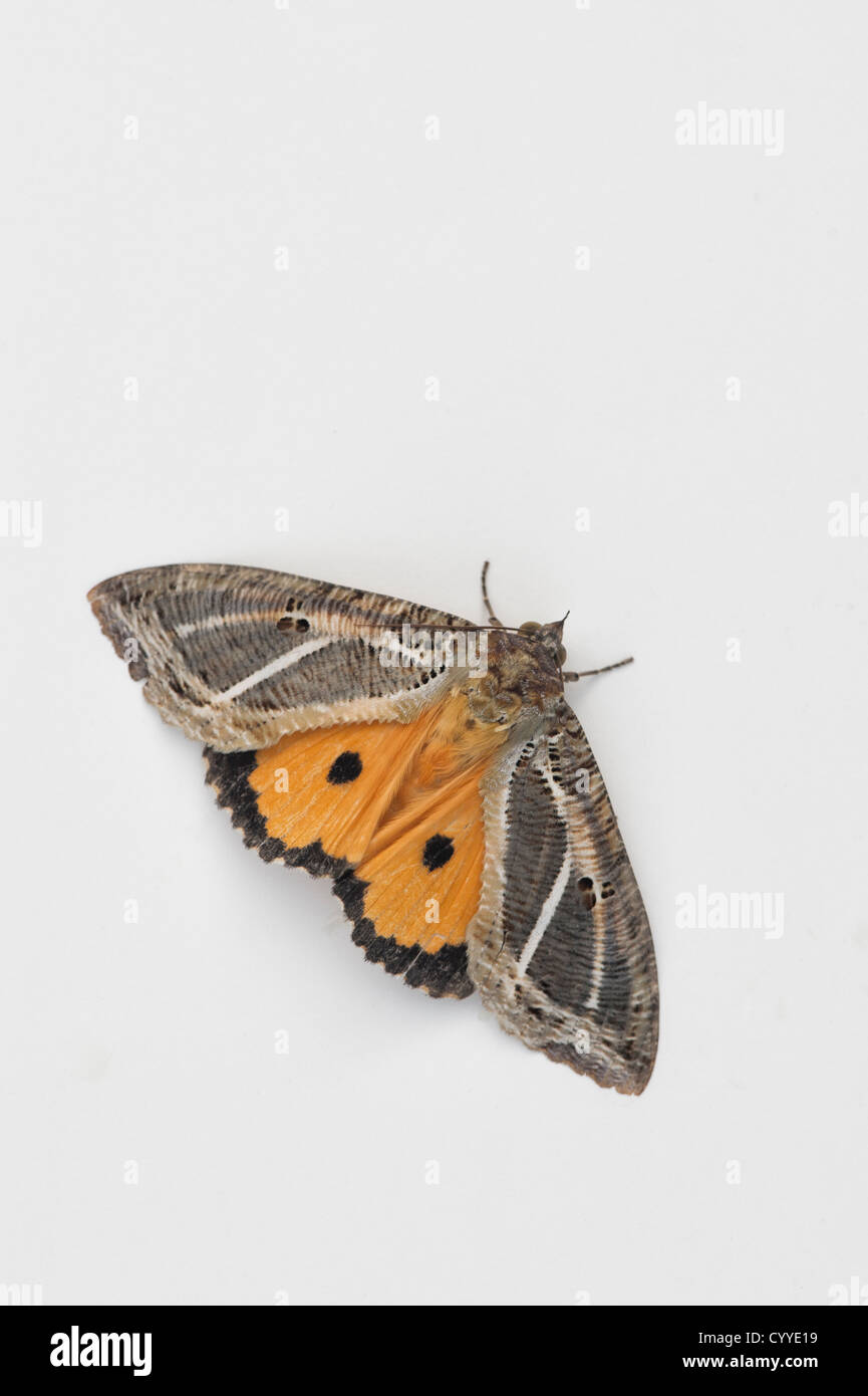 Eudocima materna Banque de photographies et d’images à haute résolution ...