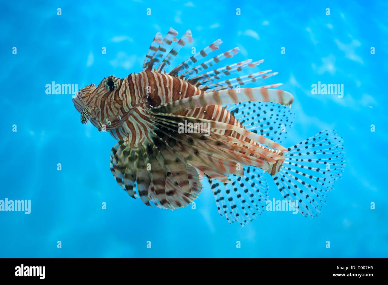 Poisson lion Banque de photographies et d’images à haute résolution - Alamy