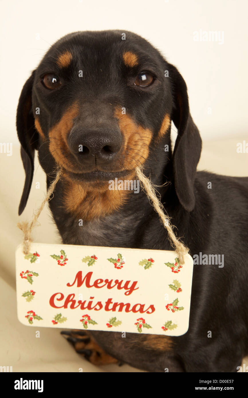 Teckel noel Banque de photographies et d’images à haute résolution - Alamy