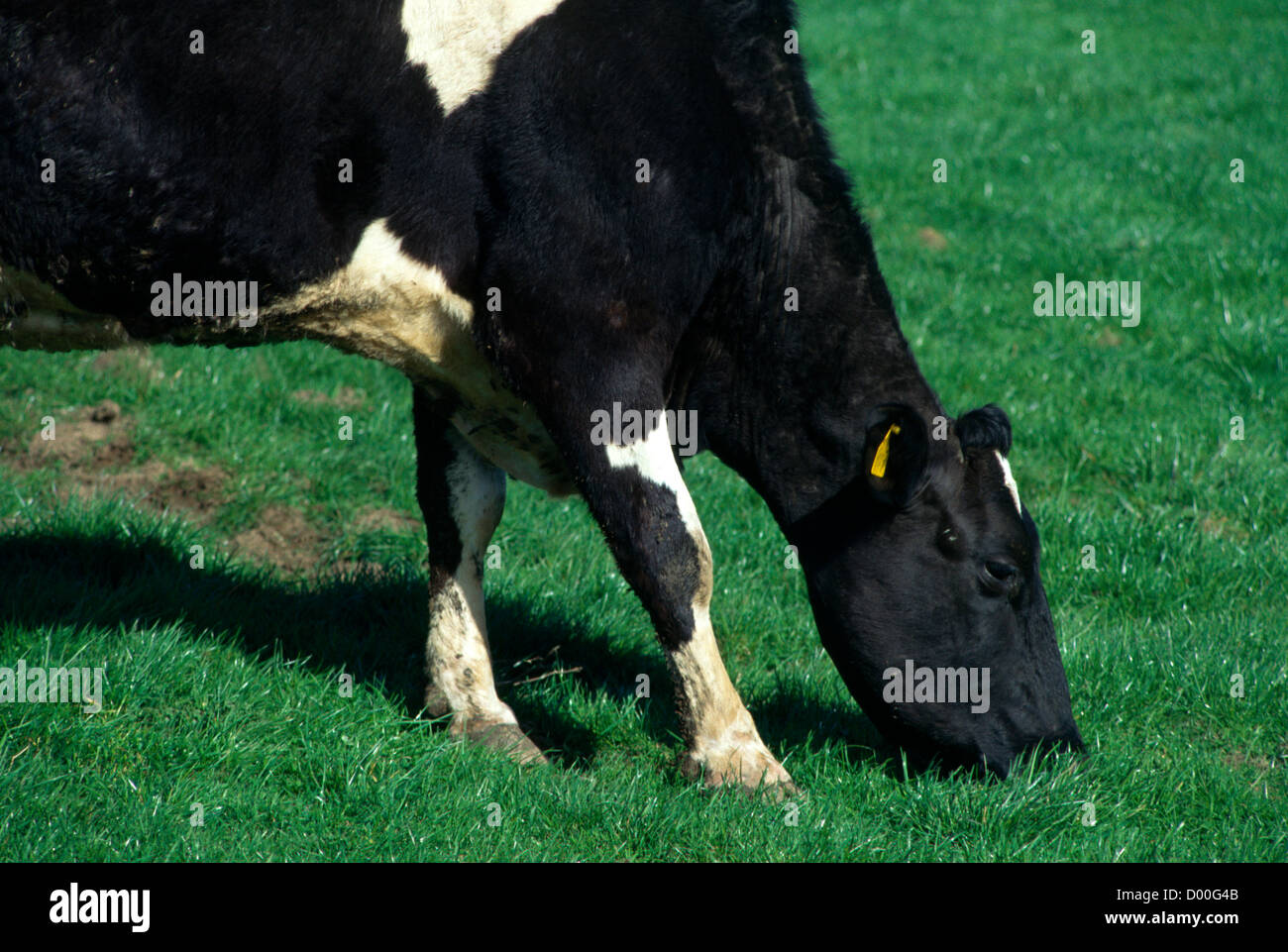 Vaches d'irlande Banque de photographies et d’images à haute résolution ...