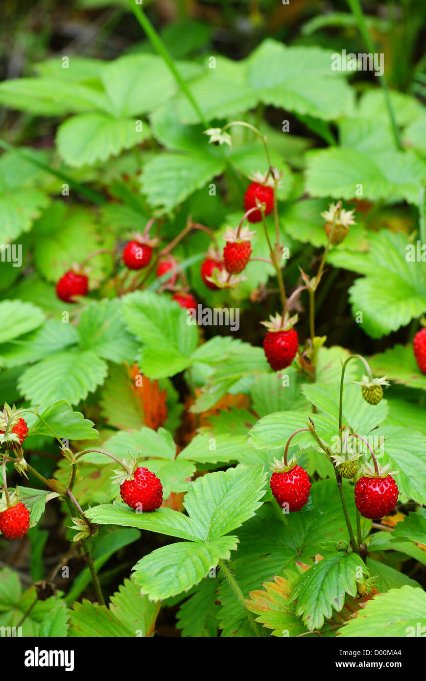 Fraise des bois Banque de photographies et d’images à haute résolution ...