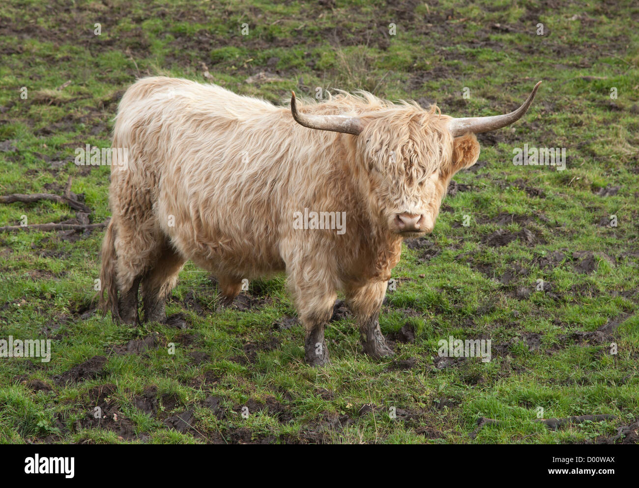 Une race de vaches Highland bovins écossais Photo Stock - Alamy