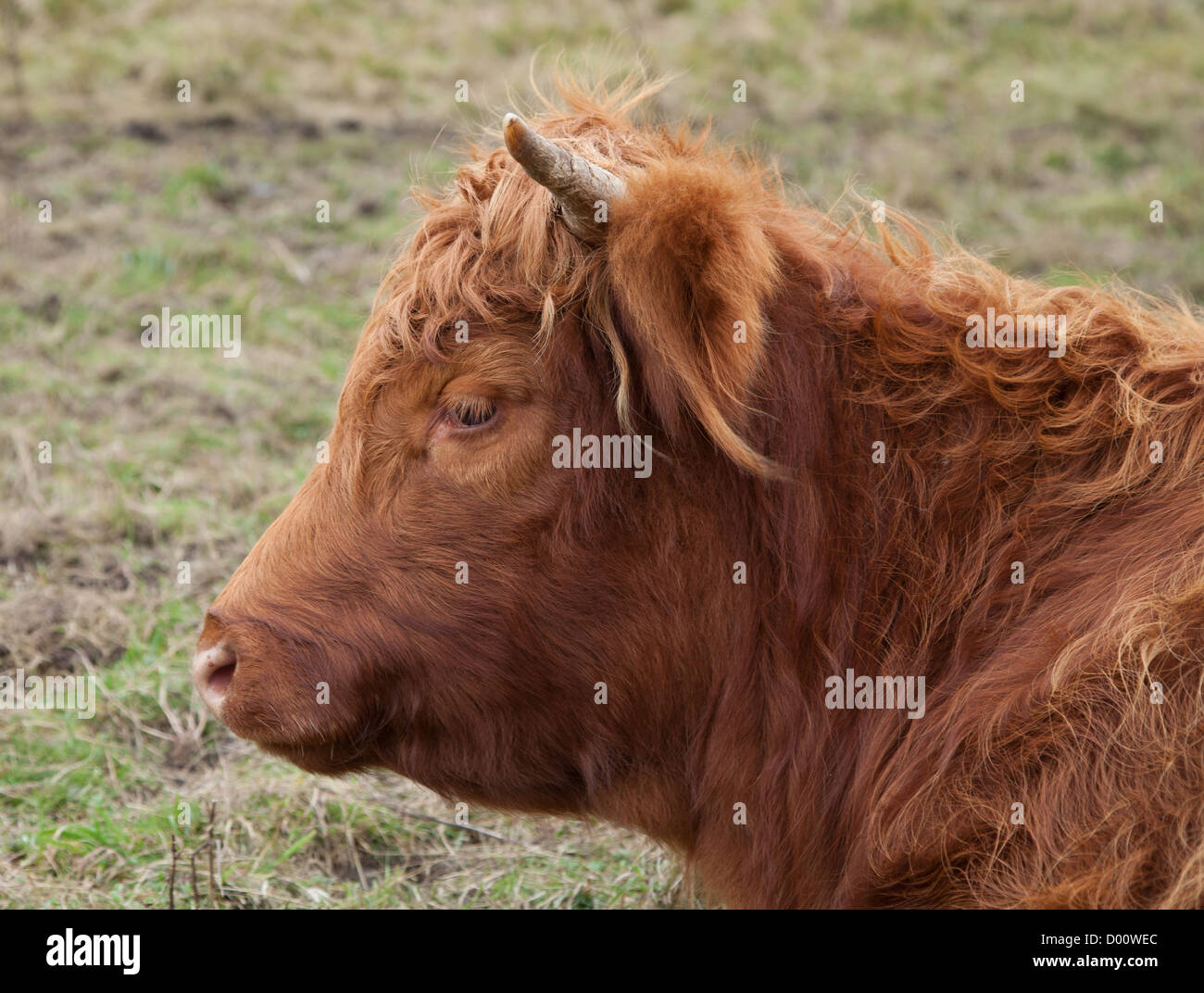 Une race de vaches Highland bovins écossais Photo Stock - Alamy