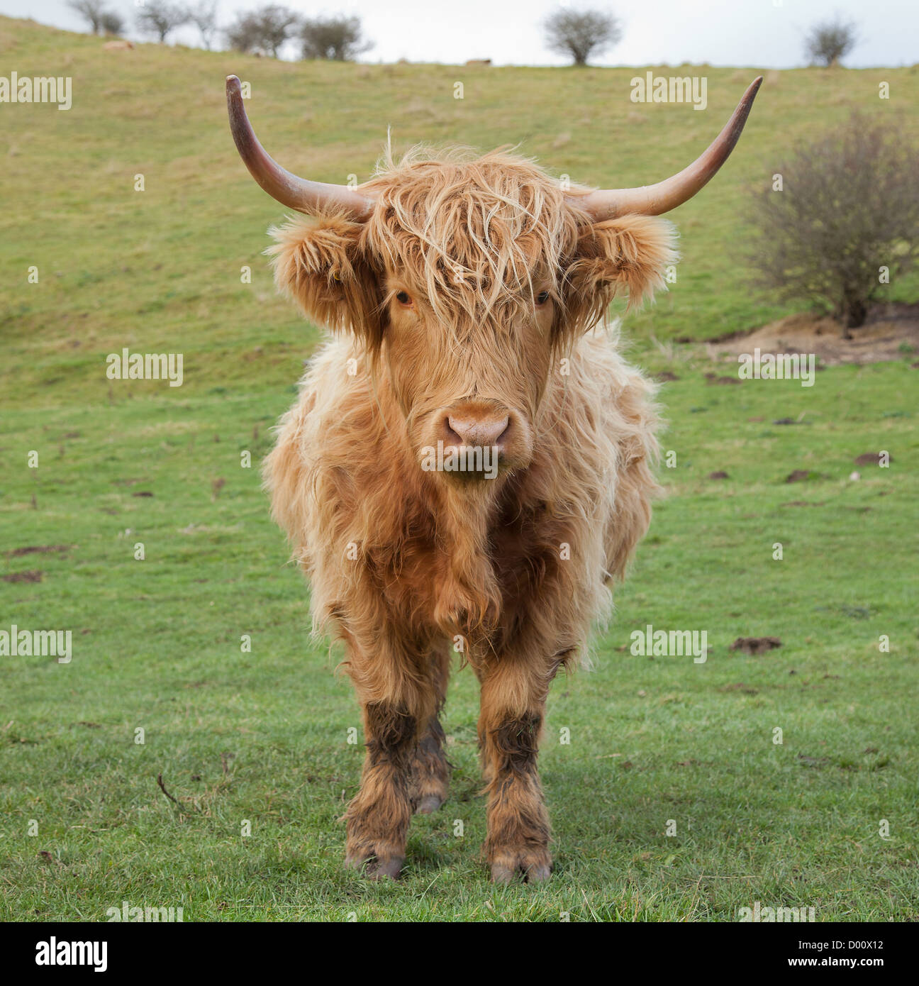 Vache highland bébé vaches Highland mettre bas un veau de race de ...