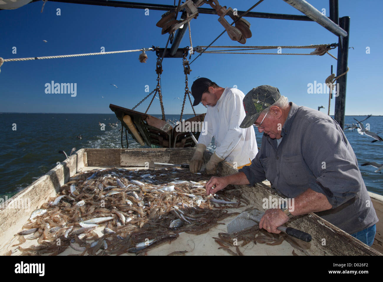 Bateau de crevette Banque de photographies et d’images à haute ...