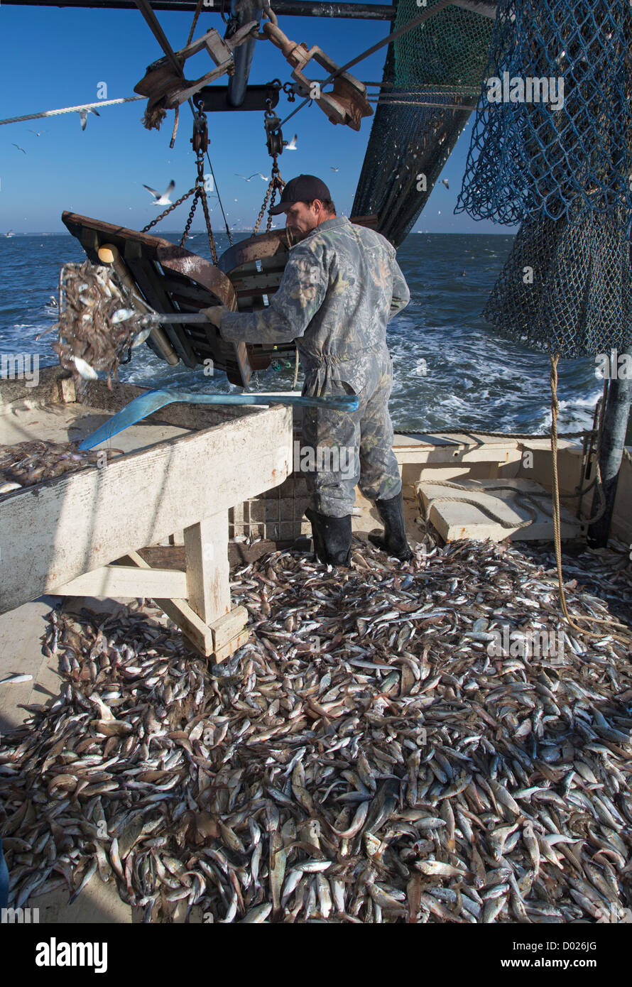 Chalutier à crevettes Banque de photographies et d’images à haute ...