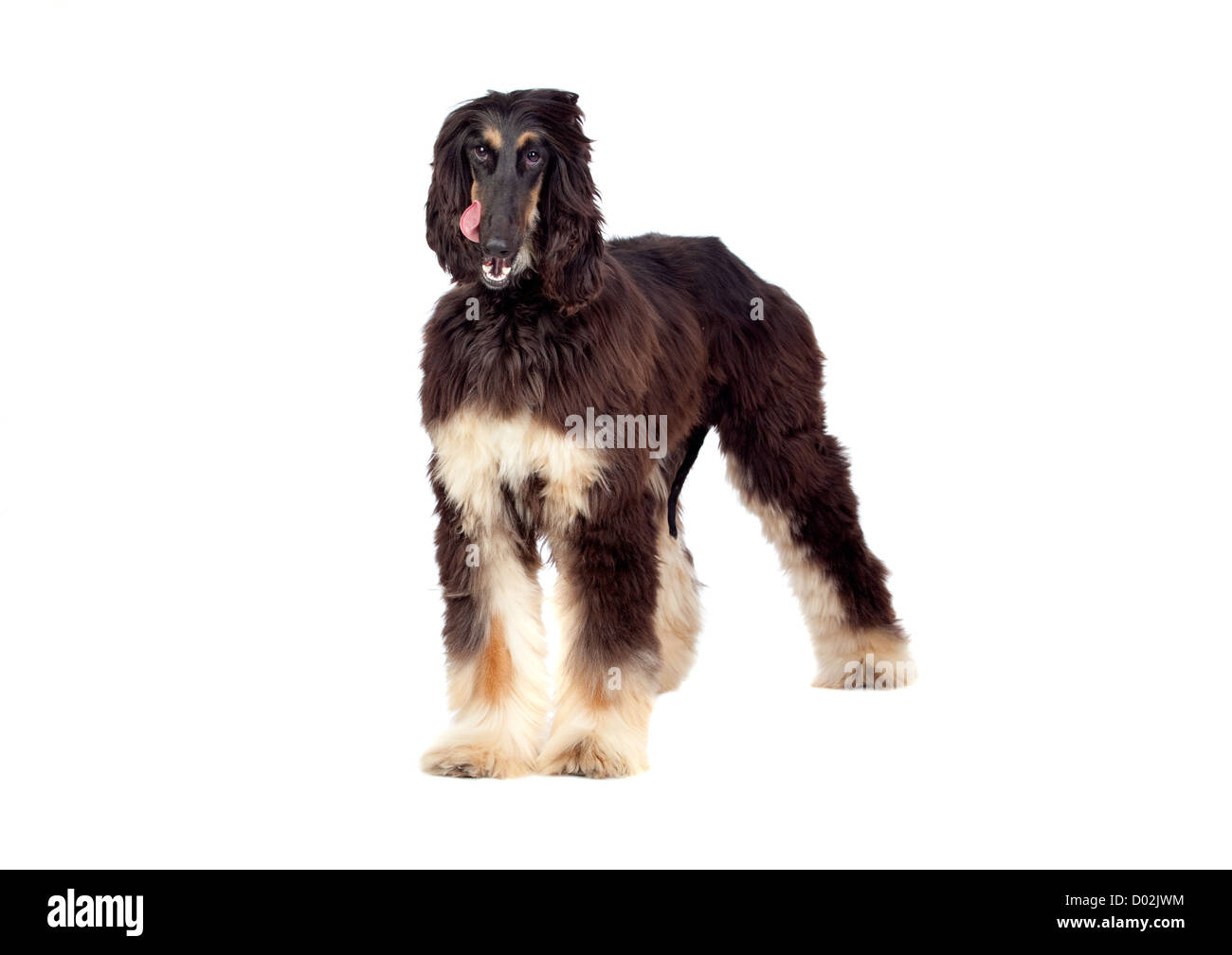 Chien De Chasse Arabe Banque d'image et photos - Alamy