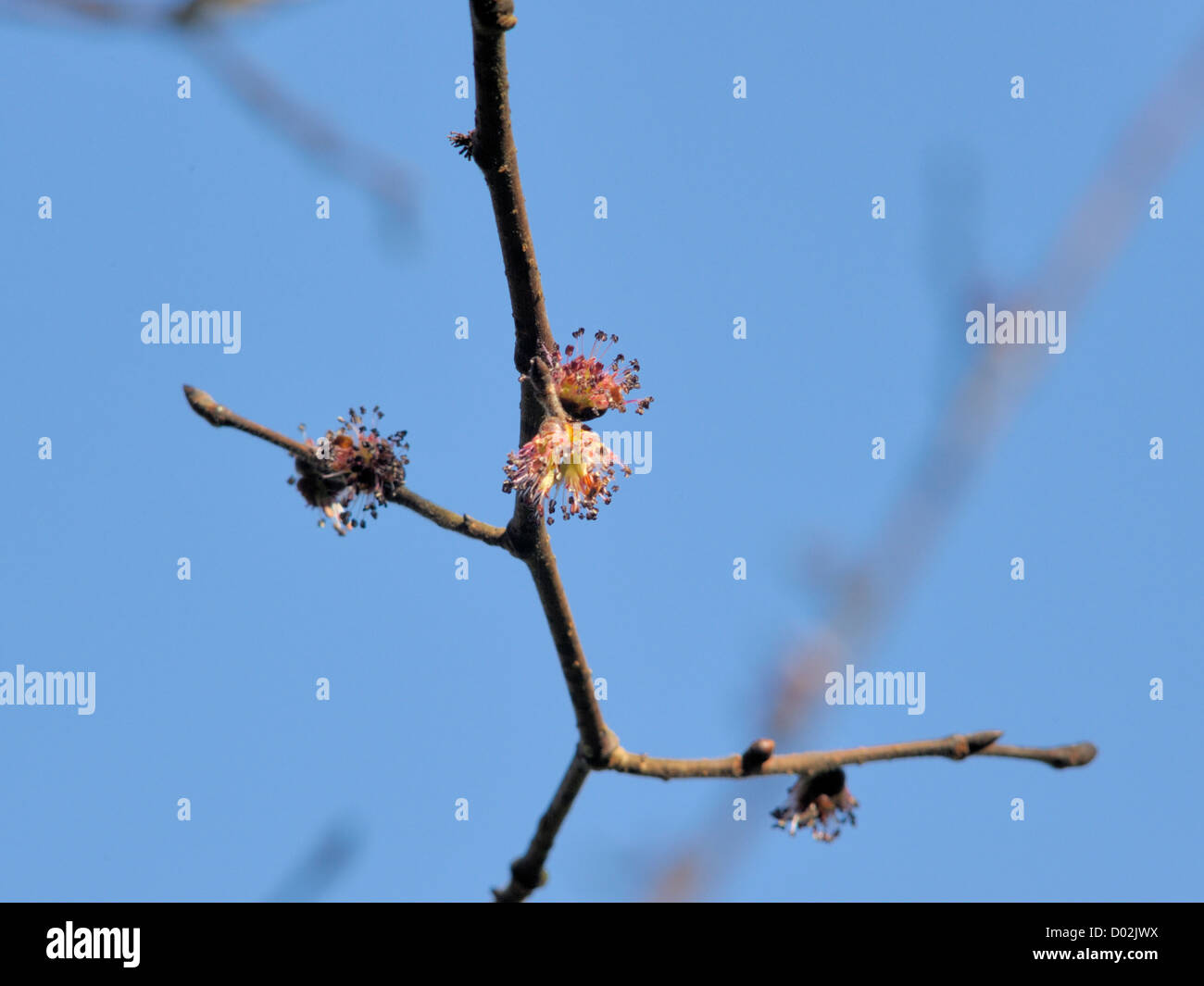 Fleurs d'orme Banque de photographies et d’images à haute résolution ...