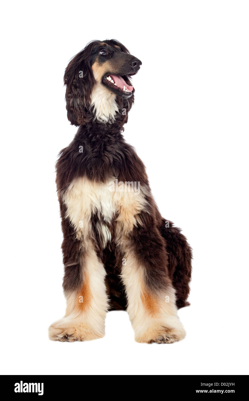 Chien de chasse arabe Banque de photographies et d’images à haute ...