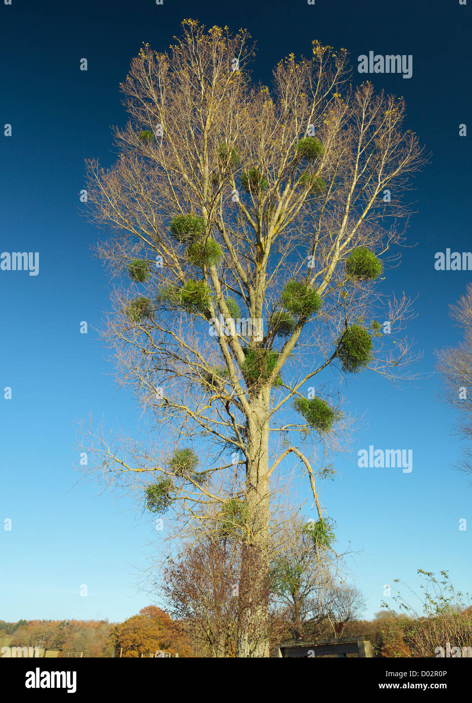 Le la gui le gui Banque de photographies et d’images à haute résolution ...