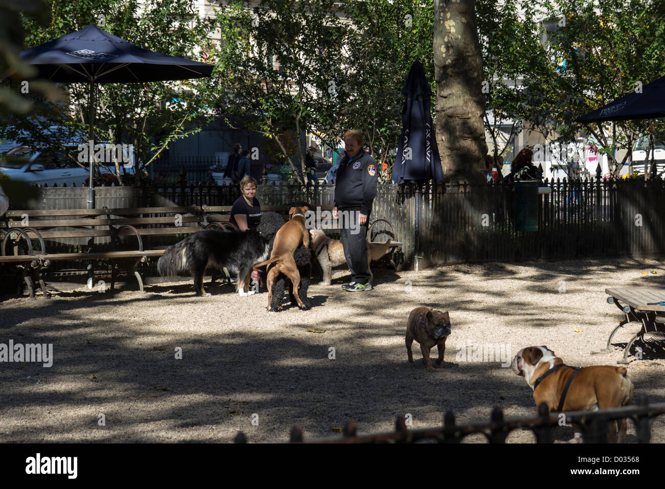 Dog mating Banque de photographies et d’images à haute résolution - Alamy
