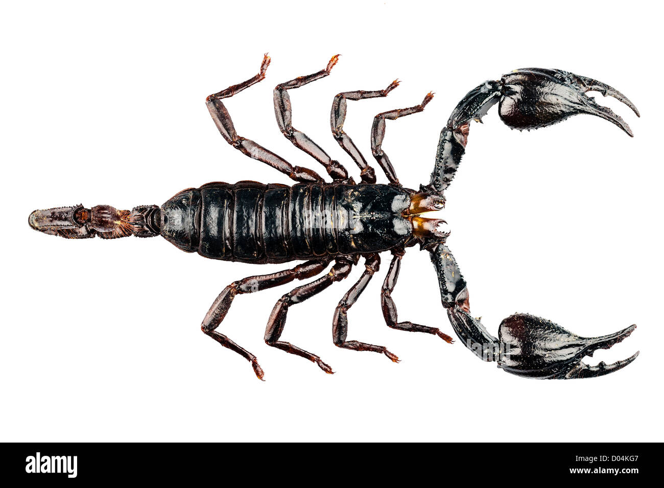 Scorpion noir Banque de photographies et d’images à haute résolution ...