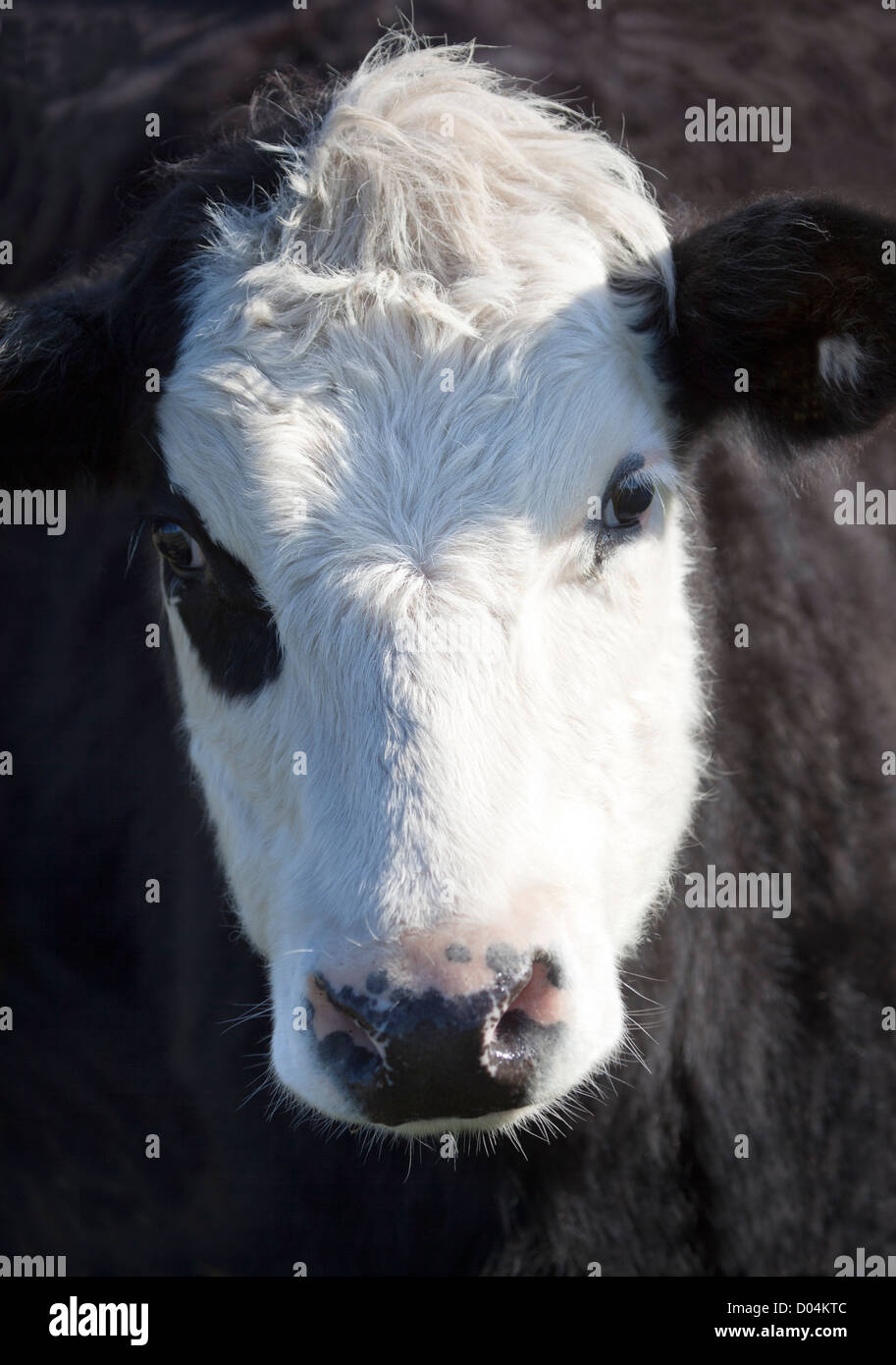 Visage de vaches Banque de photographies et d’images à haute résolution ...