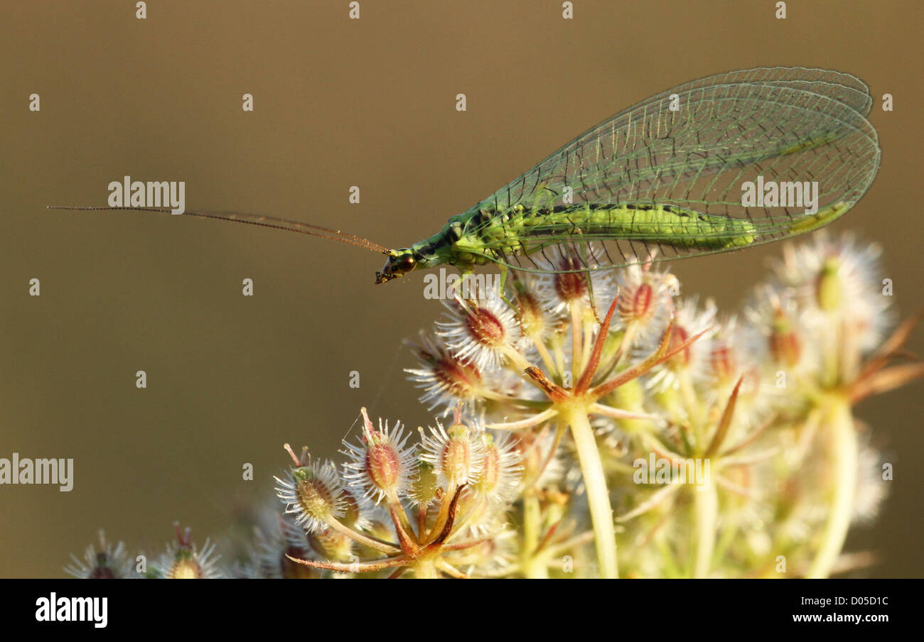 Insecte vert insectes Banque de photographies et d’images à haute ...