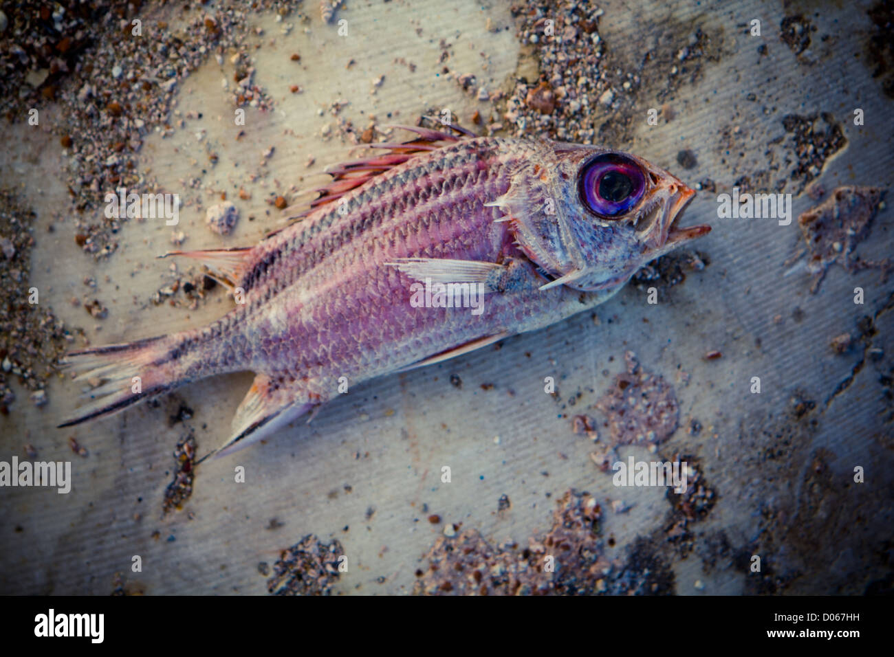 Rotten fish Banque de photographies et d’images à haute résolution - Alamy