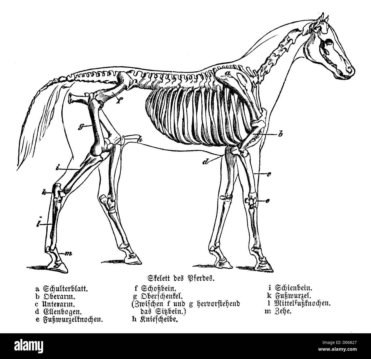 Dessin squelette cheval Banque d'images détourées - Alamy