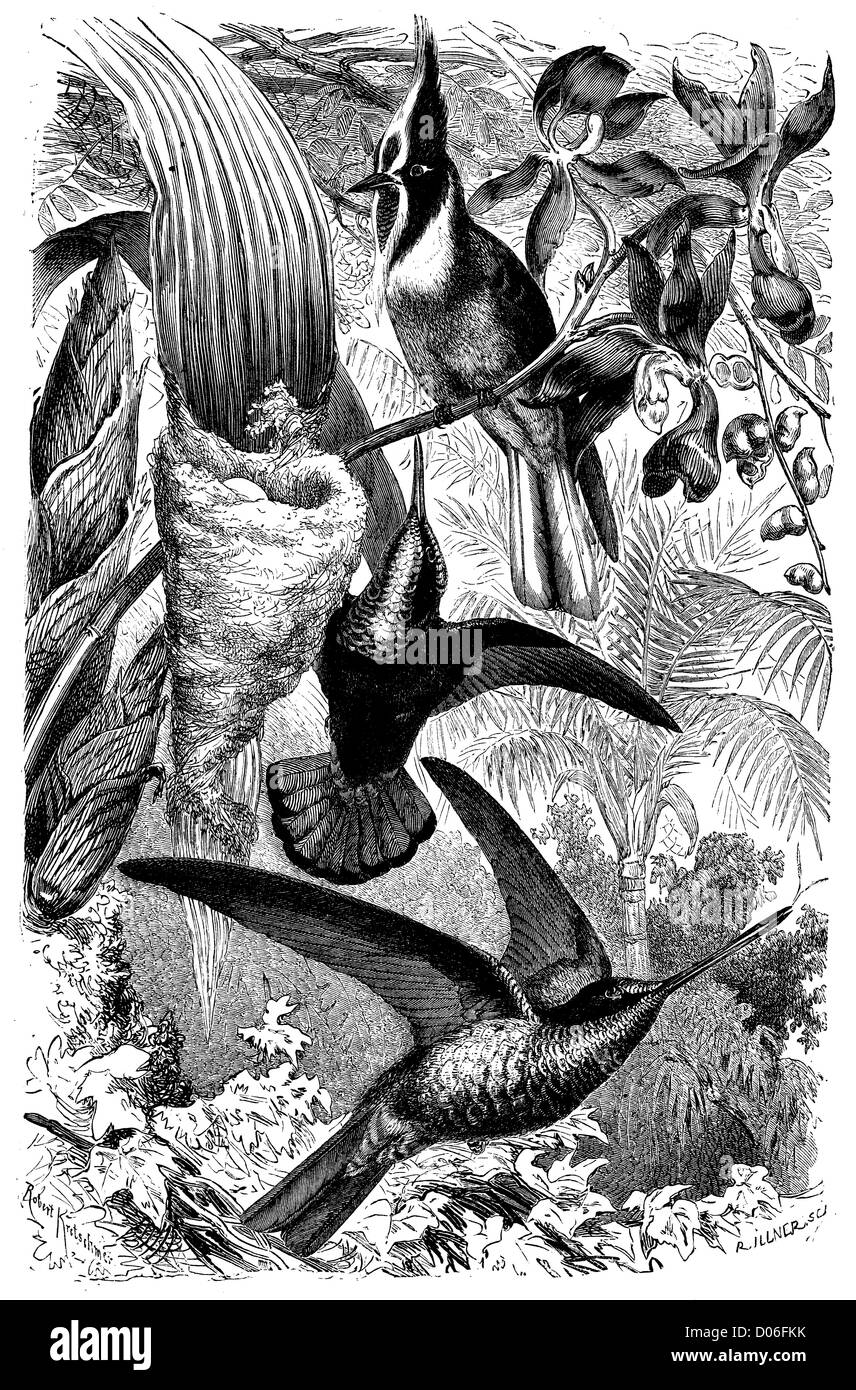 Dessin des colibris Banque de photographies et d’images à haute ...