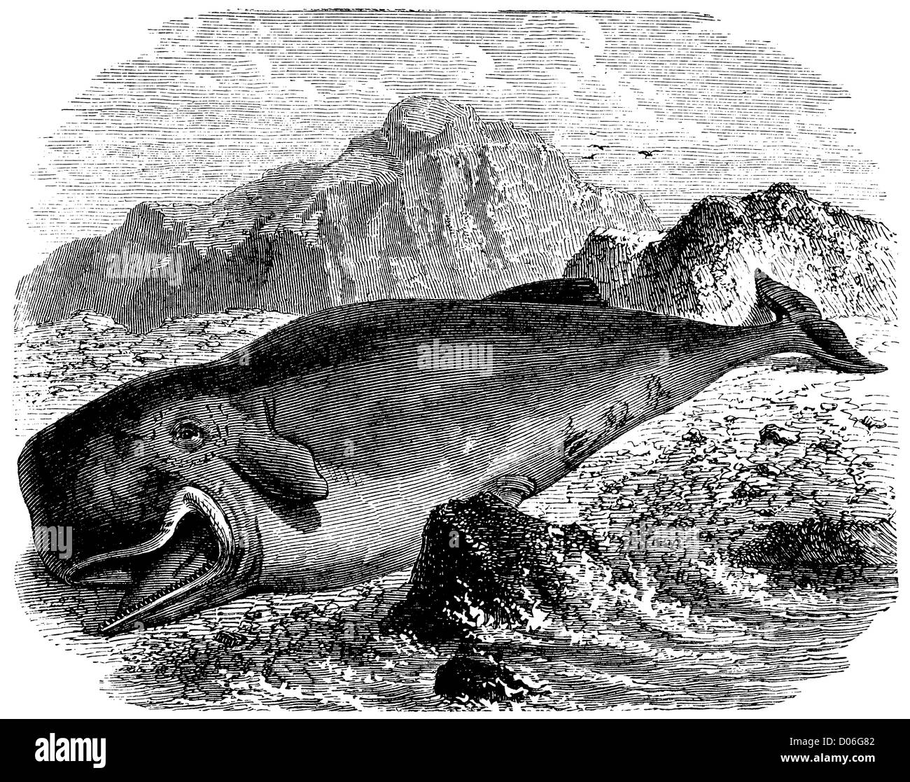 Cachalot dessin Banque de photographies et d’images à haute résolution ...