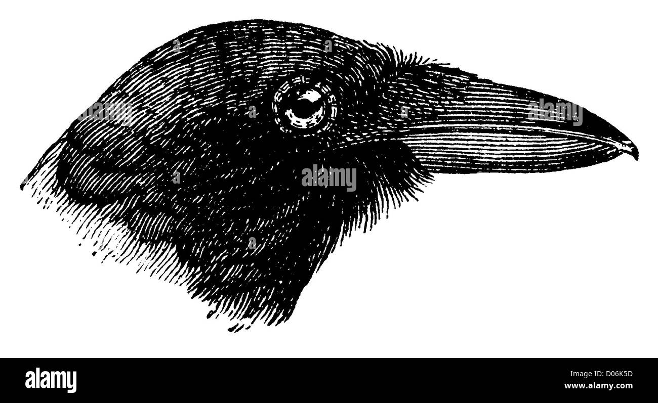 Crow head Banque de photographies et d’images à haute résolution - Alamy