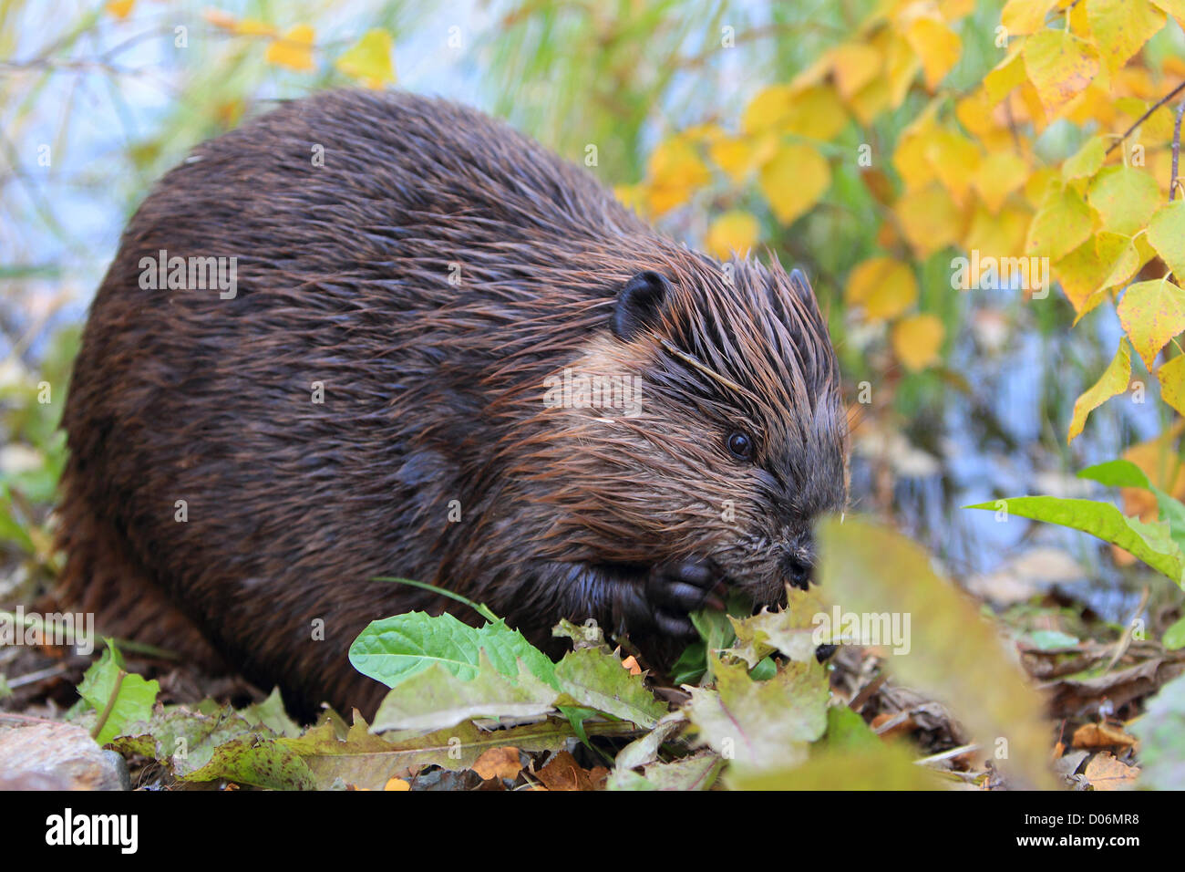 Castor fiber canadensis Banque de photographies et d’images à haute ...