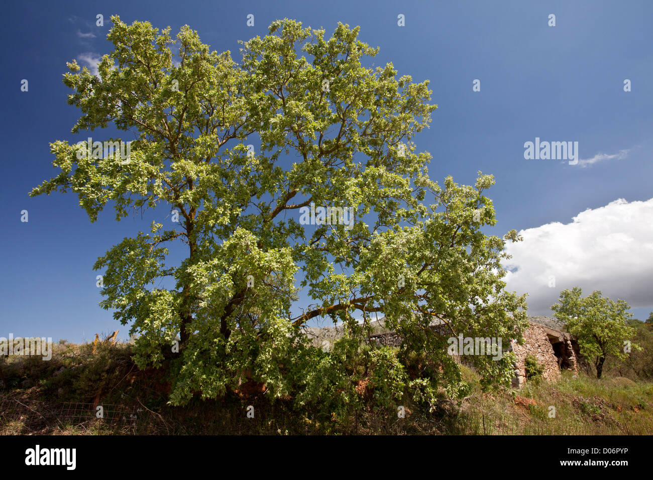 Quercus macrolepis Banque de photographies et d’images à haute ...