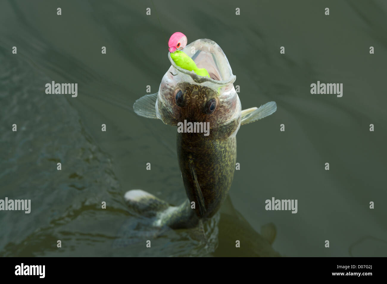 Le doré jaune accroché à une grosse tête jig appâté, rivière Athabasca ...