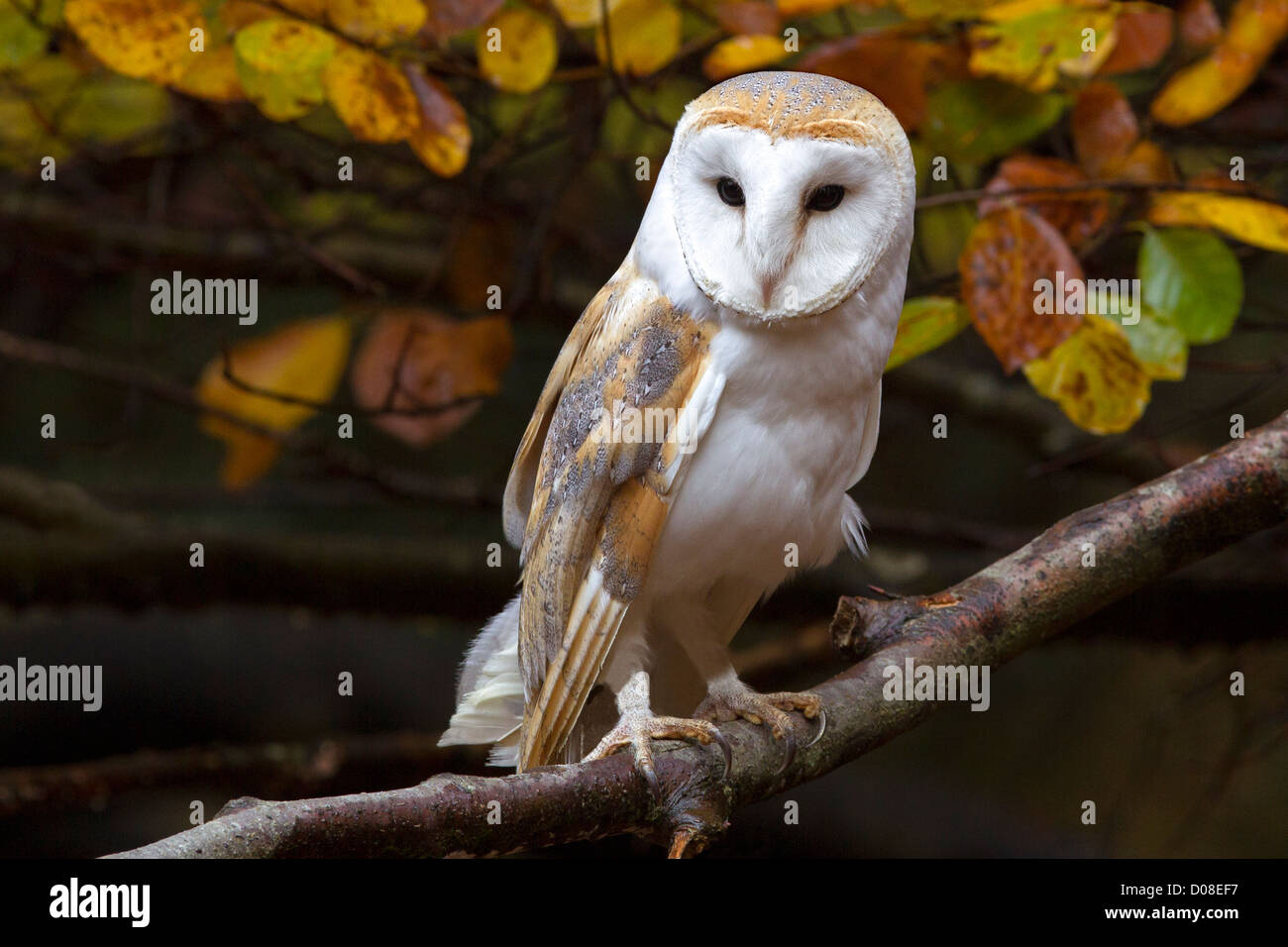 Chouette effrai Banque de photographies et d’images à haute résolution ...