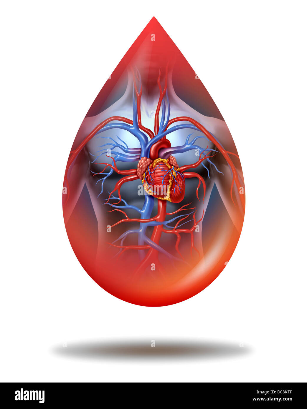Coeur de l'homme d'une goutte de sang avec un corps humain et l ...