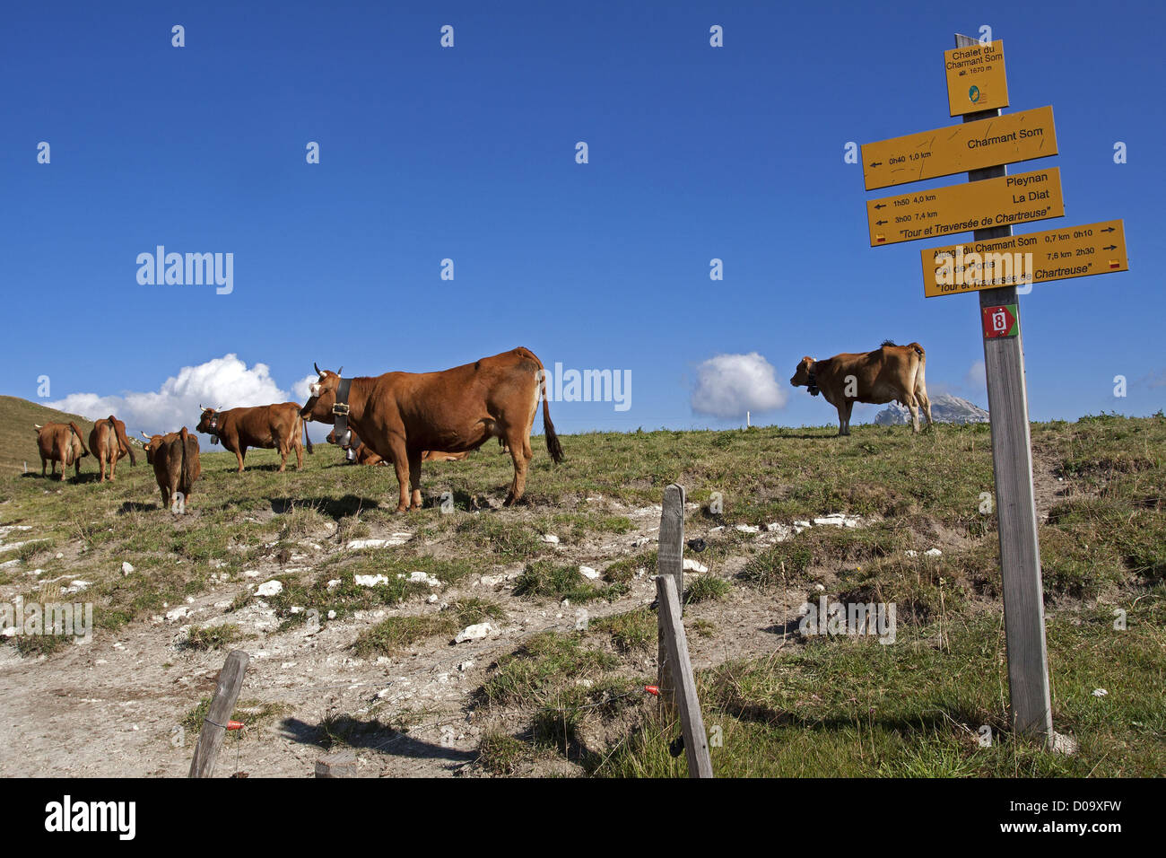 TARINE OU TARENTAISE VACHES DANS L'ALPAGE DU CHARMANT SOM LE PARC ...
