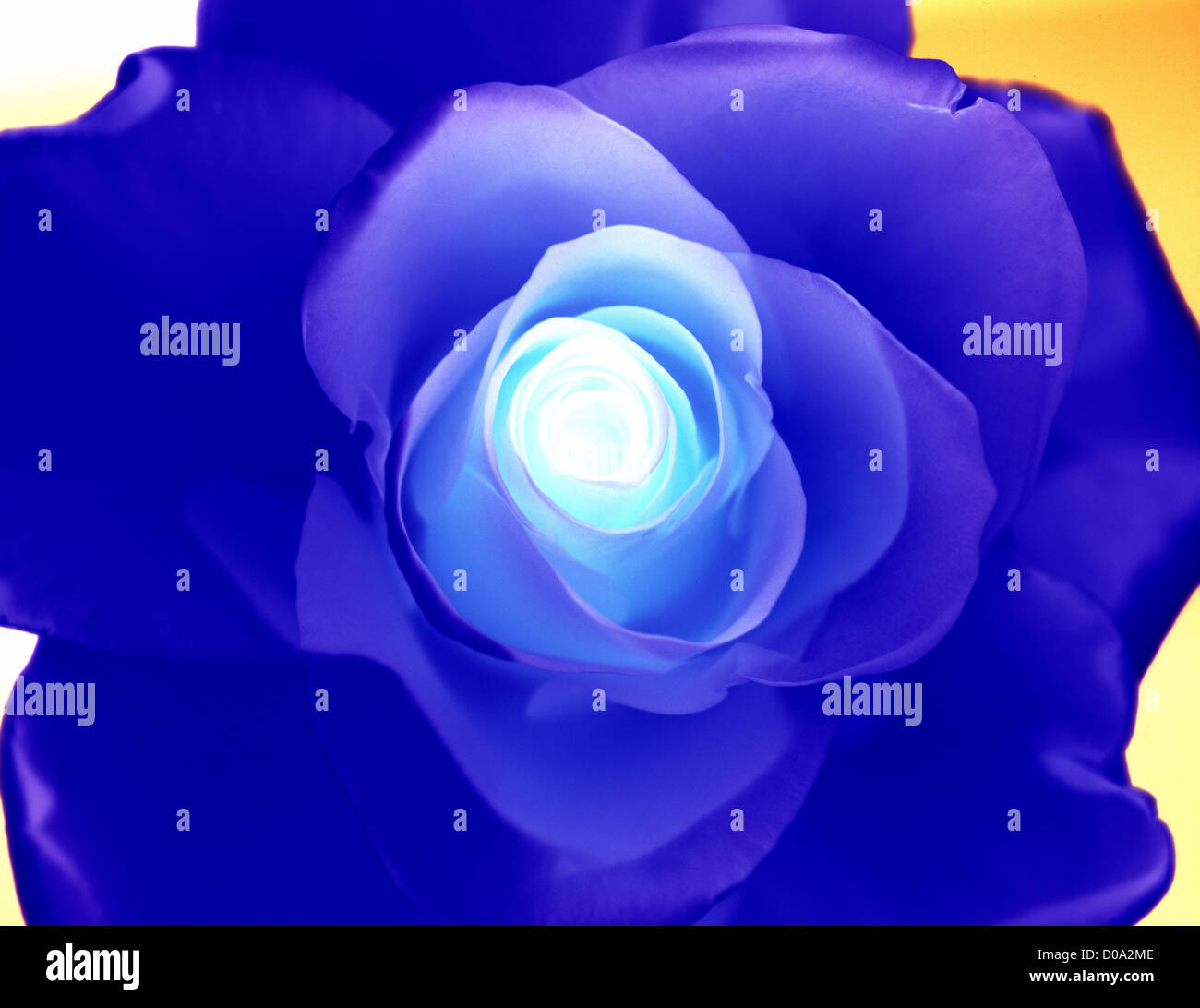 Rose bleue Banque de photographies et d’images à haute résolution - Alamy